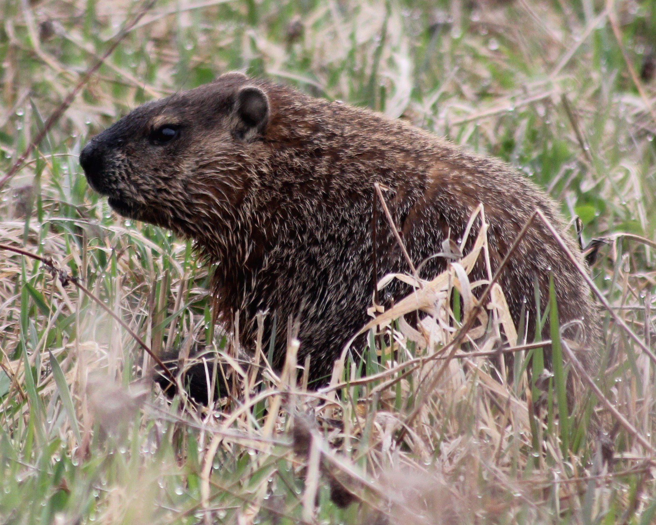 Conservation Status: